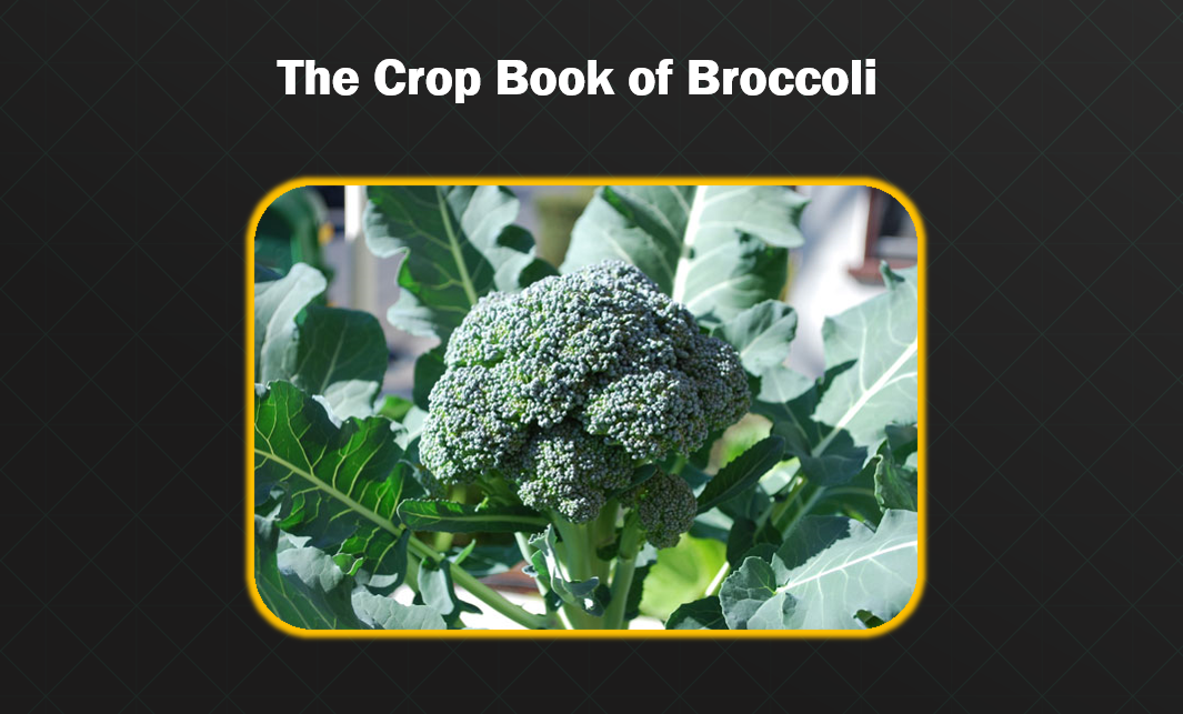 FarmiSpace | Using Remote Sensing Monitor Broccoli in Taiwan & The Crop ...
