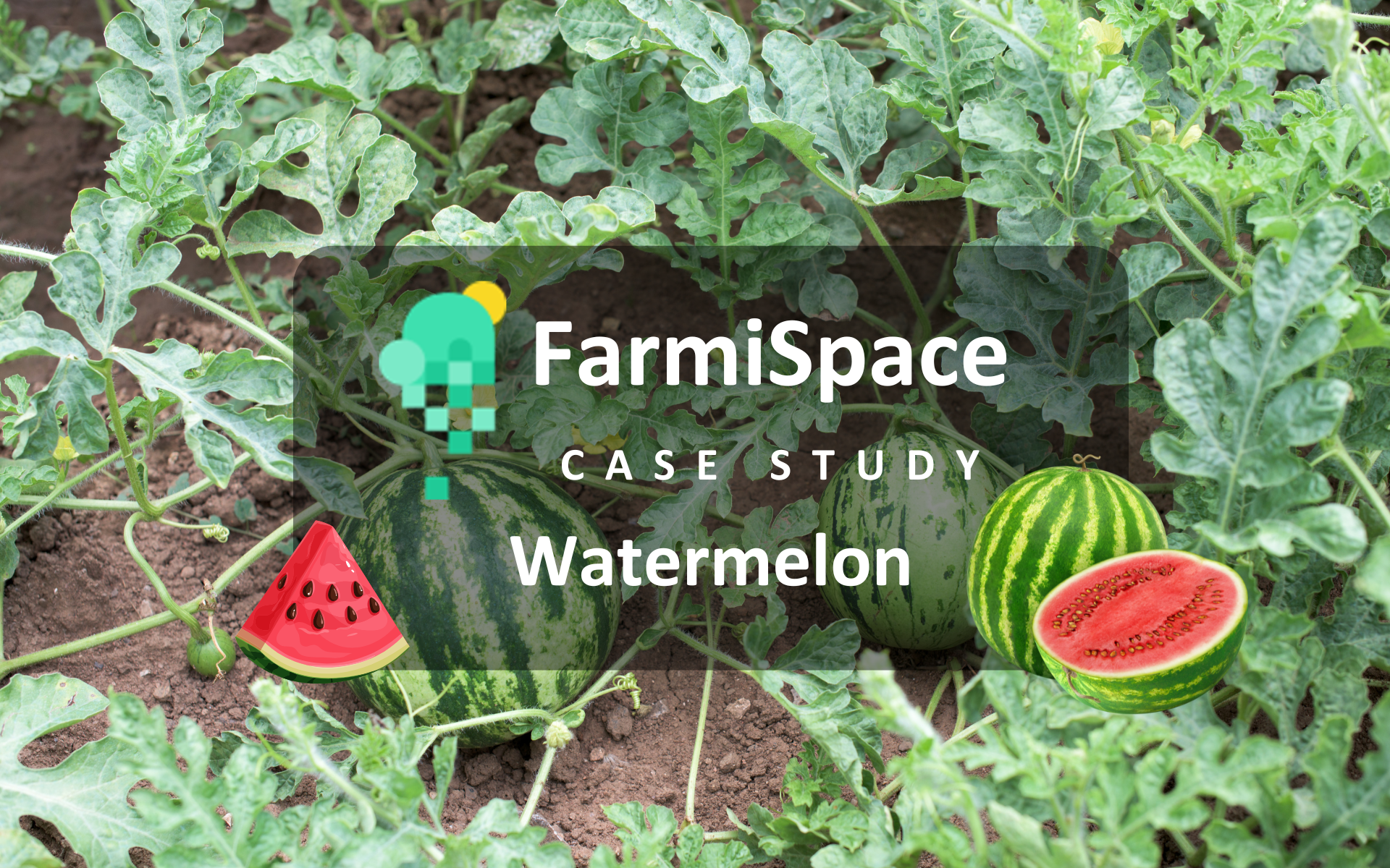 FarmiSpace | Watermelon: A Global Favorite with Health Benefits and ...
